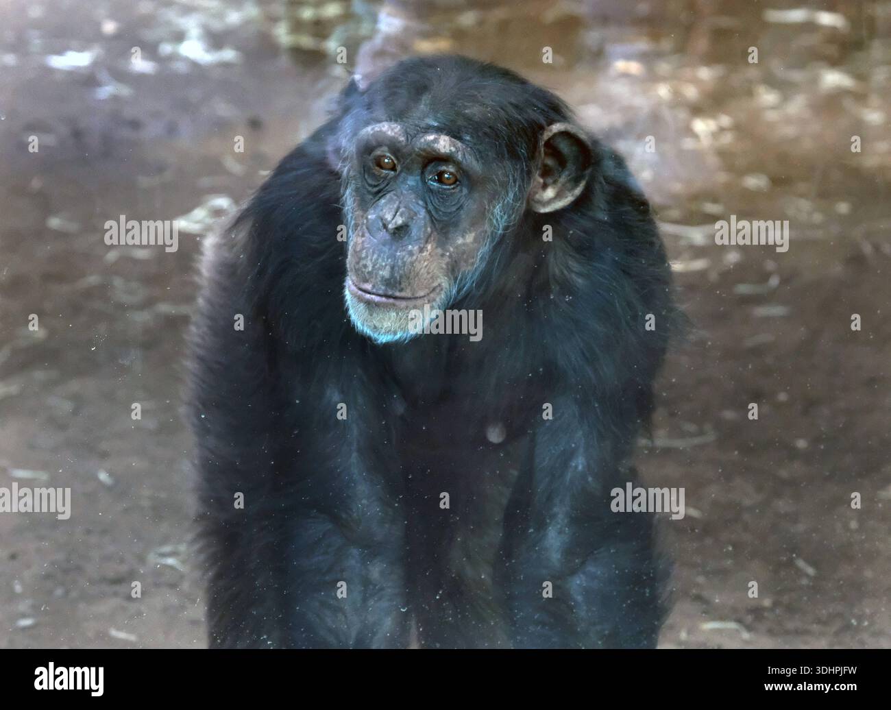 Tiere im Zoo Krefeld auf der Uerdinger Strasse 377 in NRW-Deutschland ...