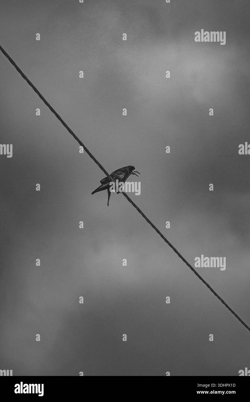Wildlife bridges Black and White Stock Photos & Images - Alamy