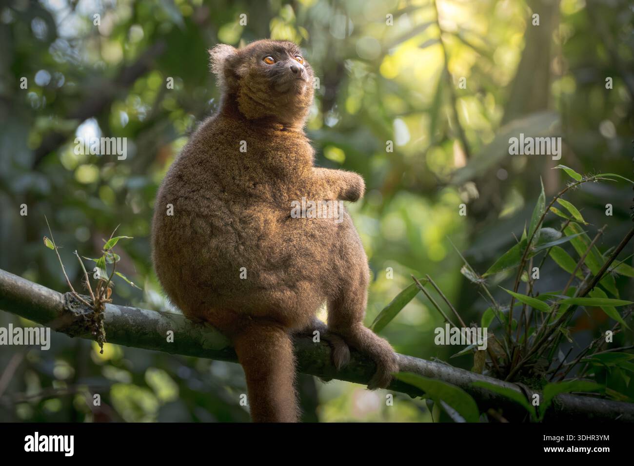 Faritra hi-res stock photography and images - Alamy