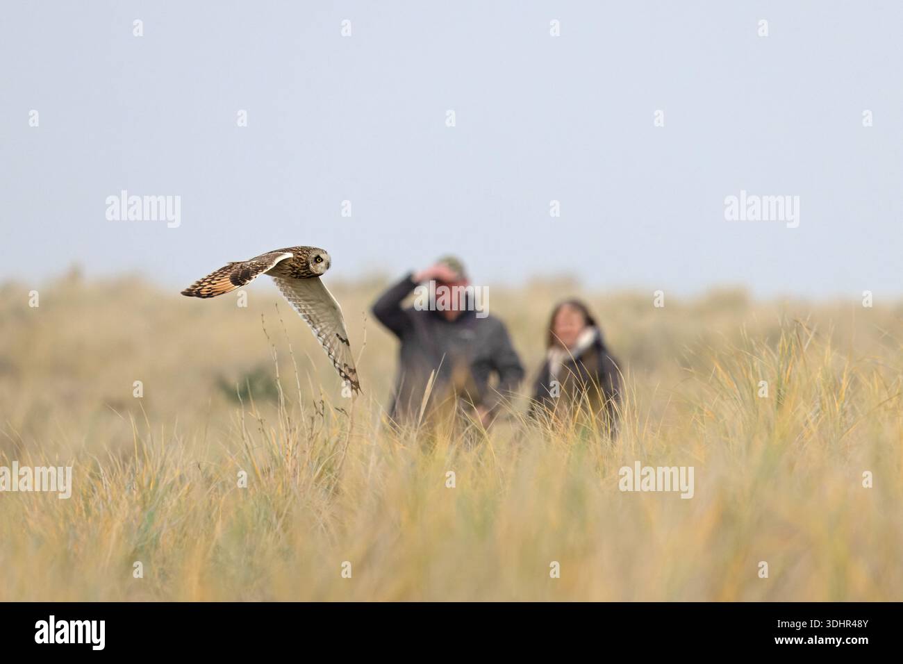 Short-eared Owl (Asio flammeus) flying past two people Norfolk January ...
