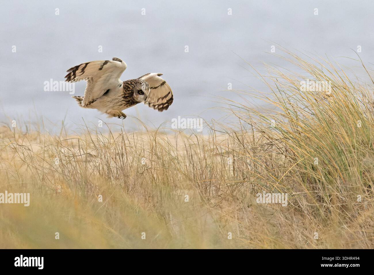 Short-eared Owl (Asio flammeus) coming into land with talons out ...
