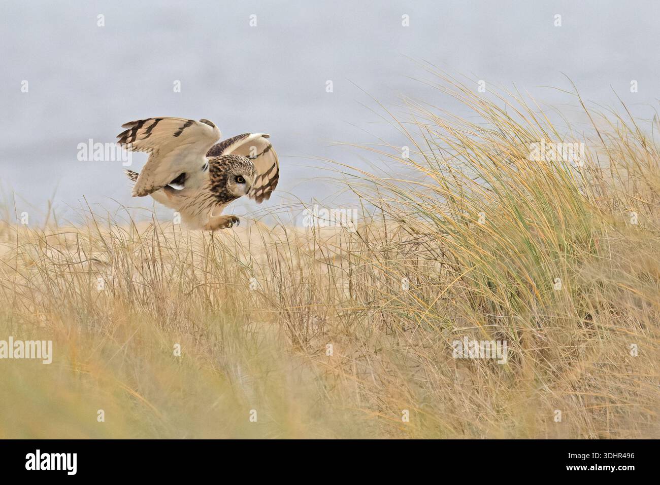 Short-eared Owl (Asio flammeus) coming into land with talons out ...