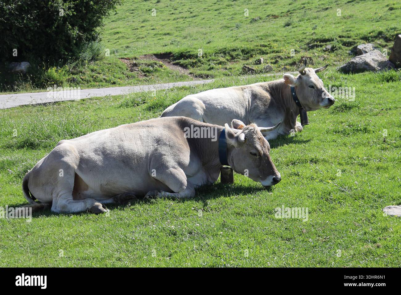 Cows, calves, oxen grazing in Coll de Jou Stock Photo - Alamy