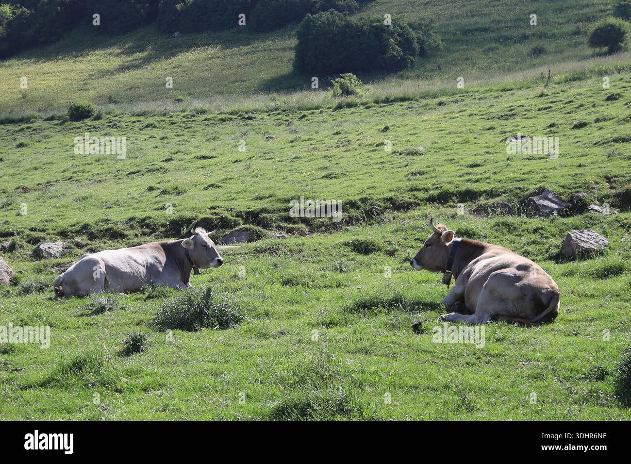 Cows, calves, oxen grazing in Coll de Jou Stock Photo - Alamy