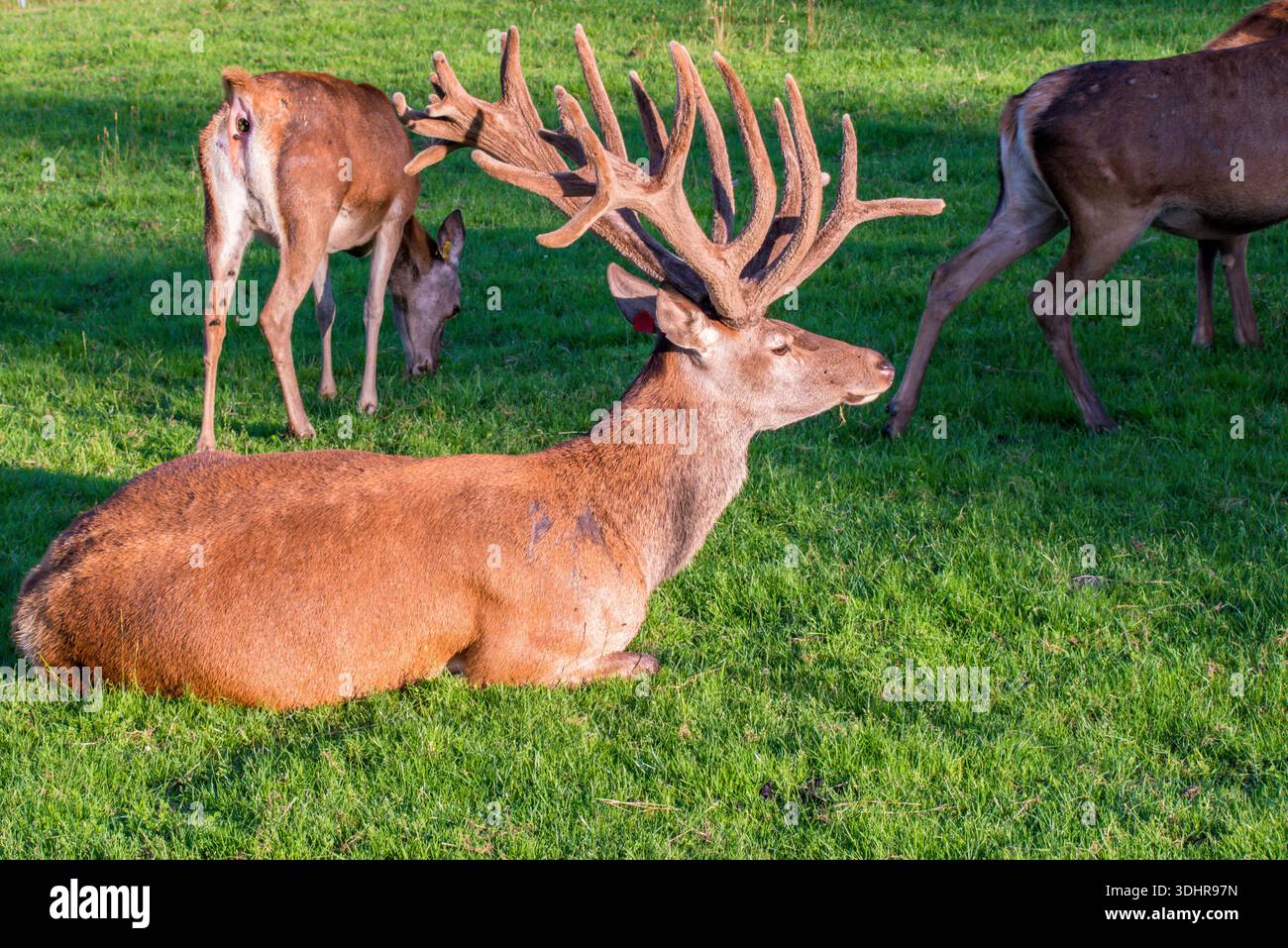 A group of red deer (Cervus elaphus) in a national park represents one ...