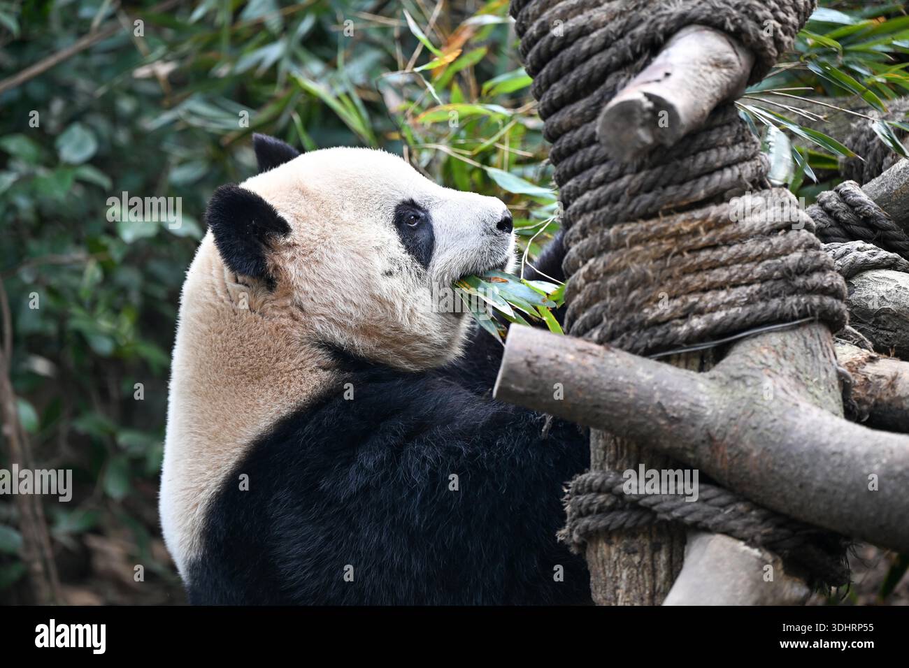 Giant pandas bask in winter sunshine while eating bamboo and apples at ...