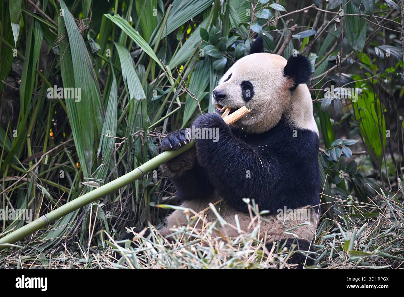 Giant pandas bask in winter sunshine while eating bamboo and apples at ...
