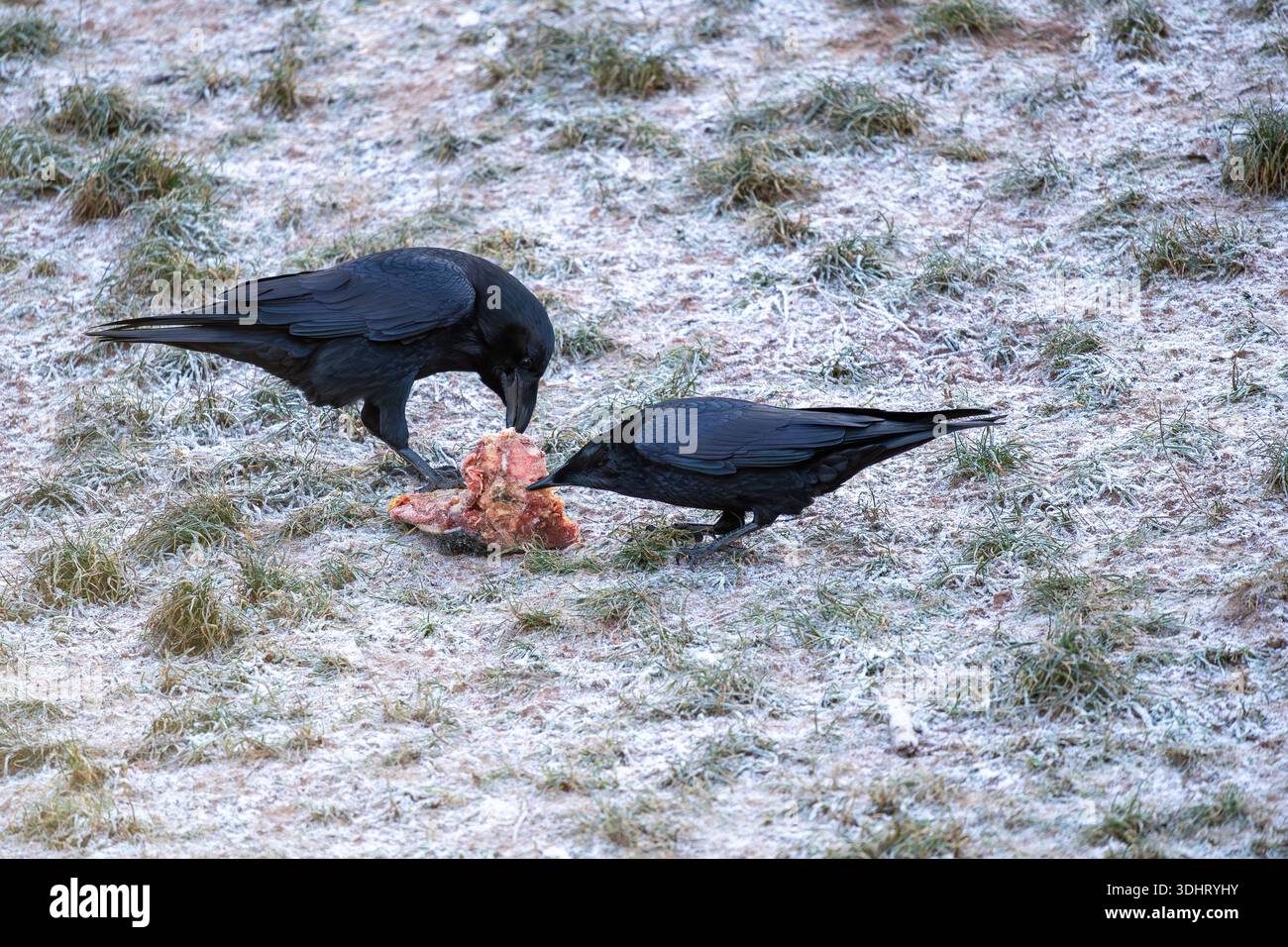 Two black ravens on frost-covered ground share a meat piece, creating a ...