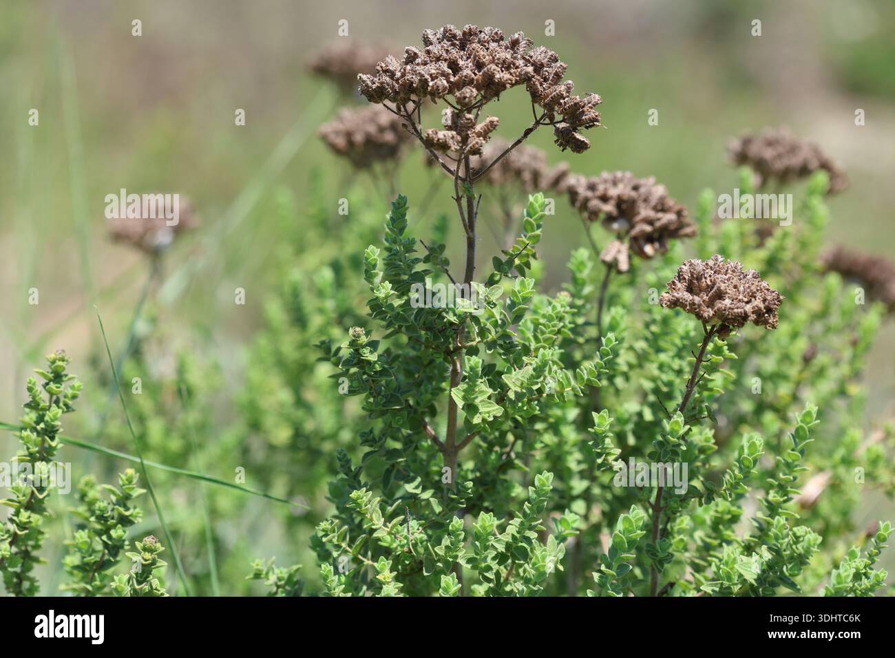 Origanum onites is a plant species in the genus Origanum Stock Photo ...
