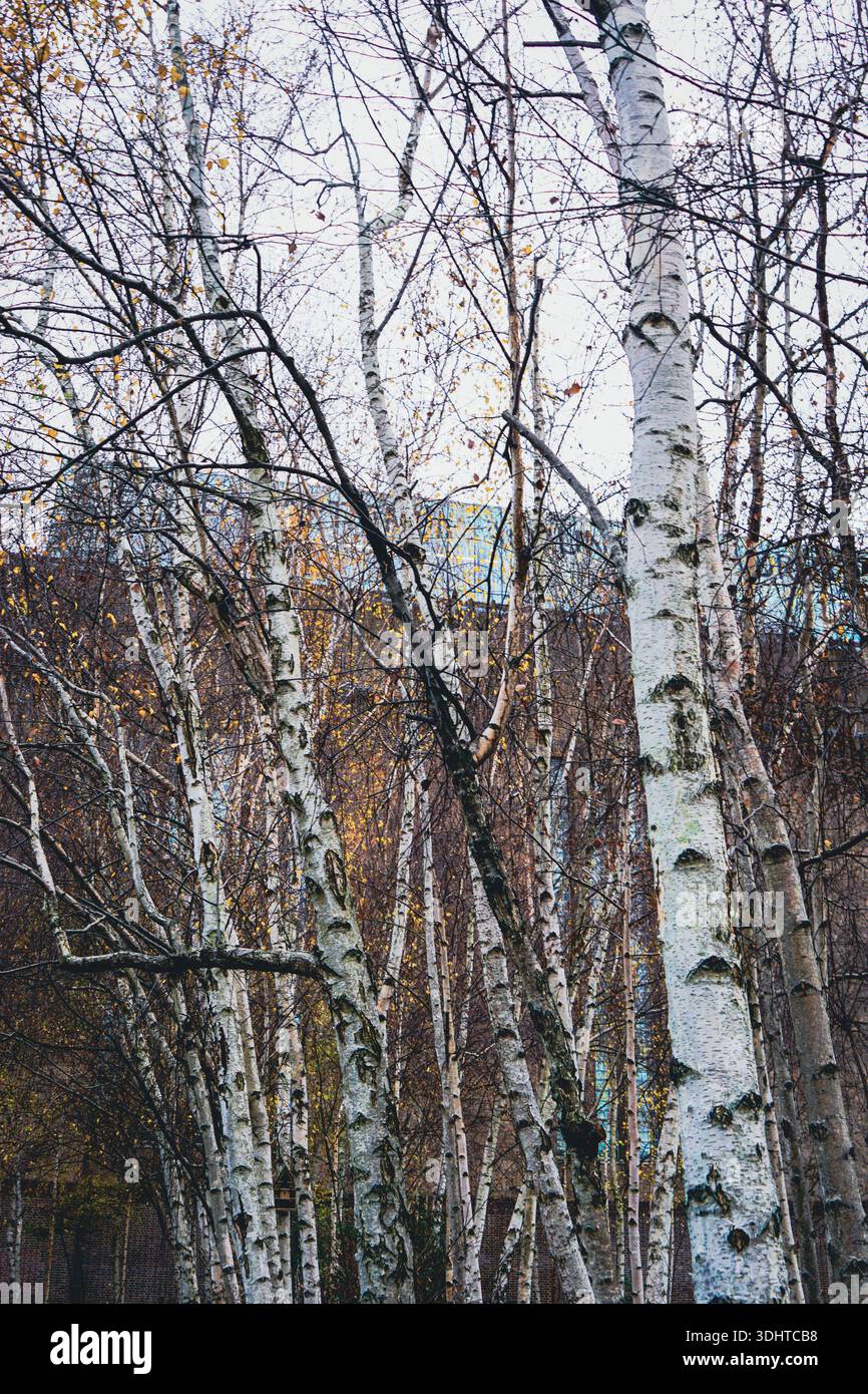 Himalayan birch trees with white bark along the River Thames near Tate ...