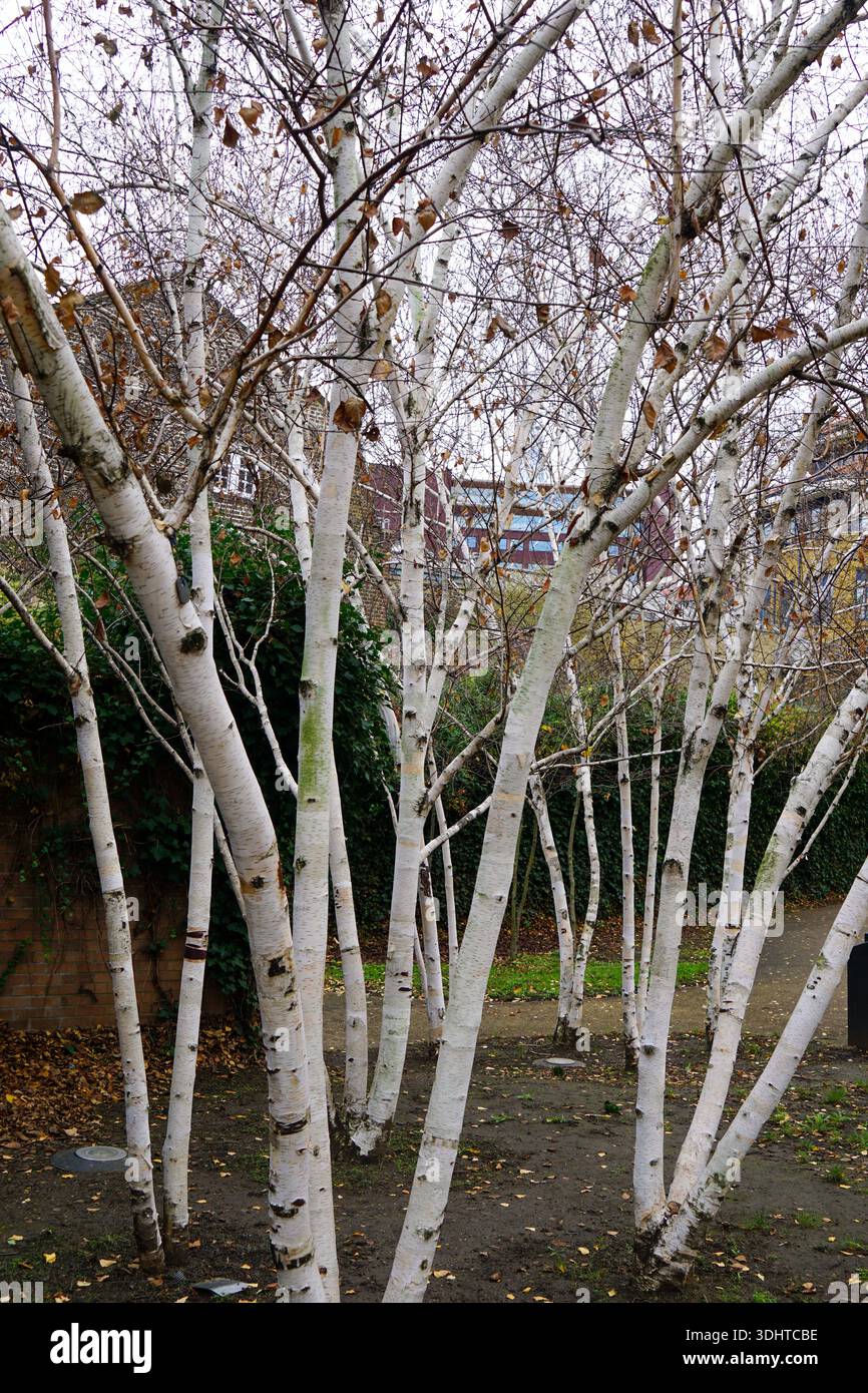 Himalayan birch trees with white bark along the River Thames near Tate ...