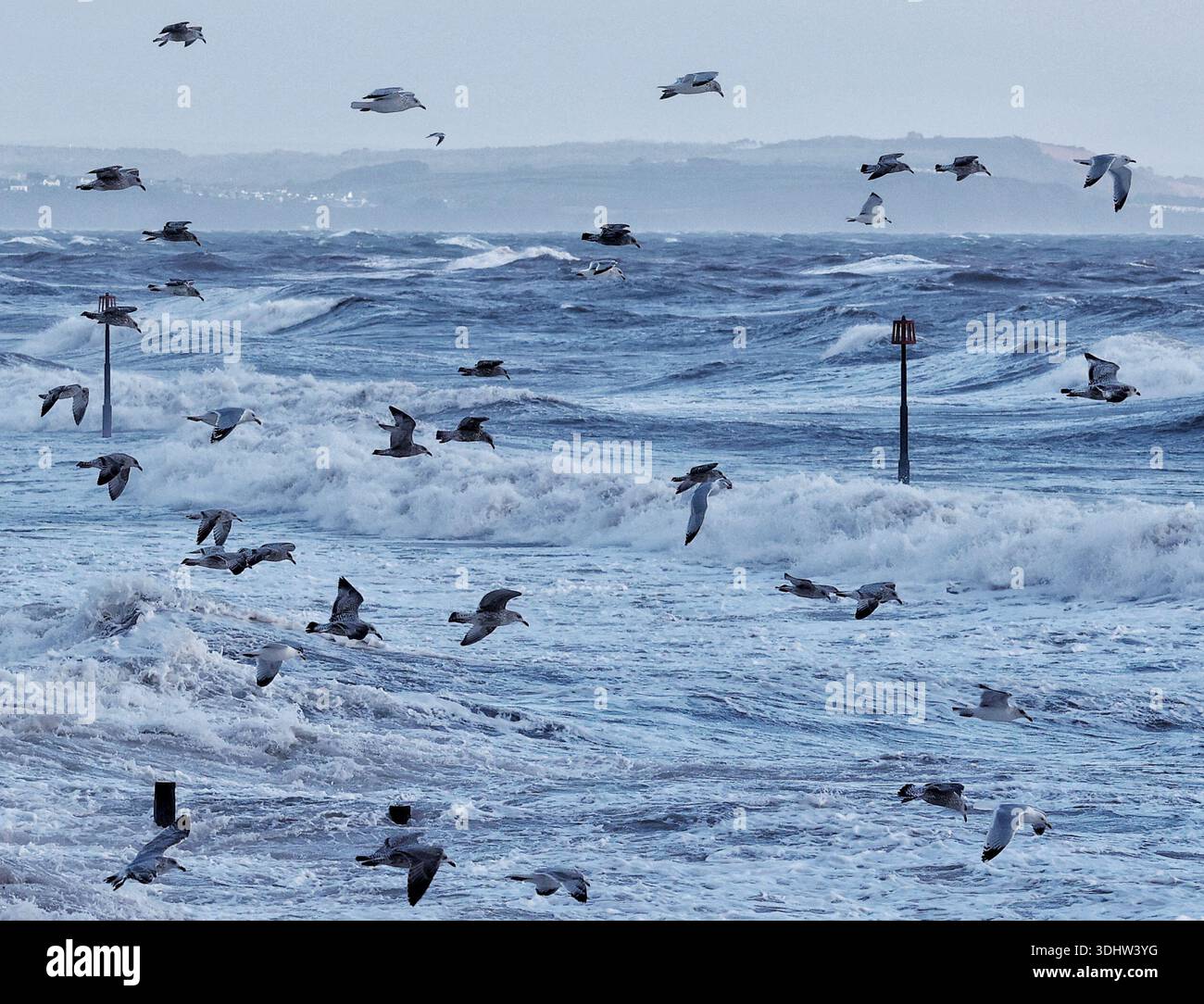 Teignmouth, Devon, UK. 23rd Jan, 2026. UK Weather: Storm Ingrid gulls ...