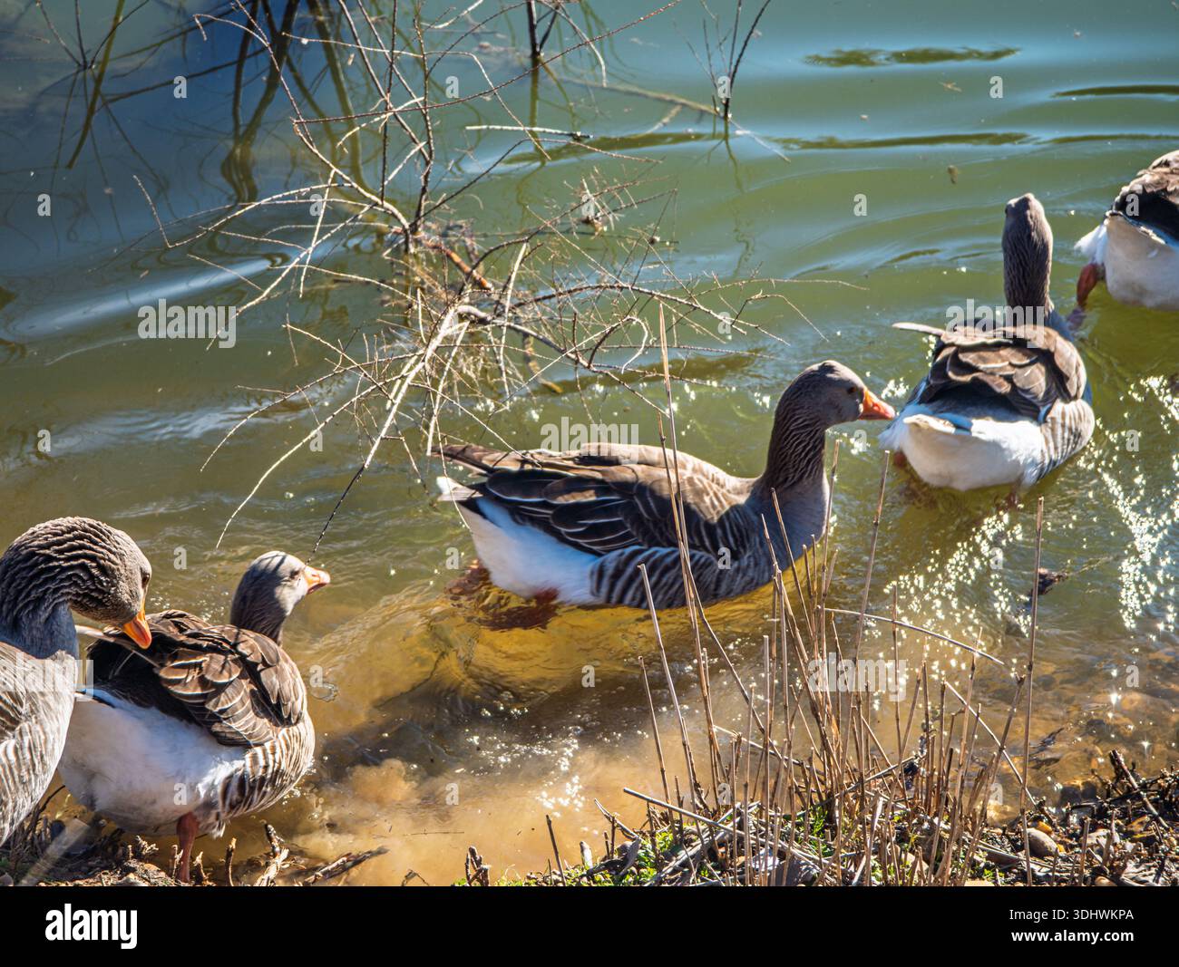 Greylag geese wading swimming hi-res stock photography and images - Alamy