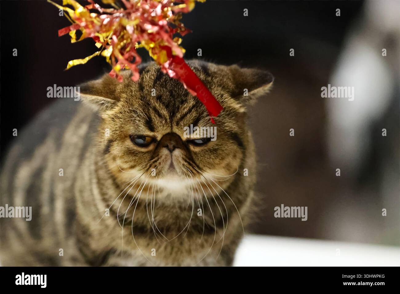 Portrait grumpy cat hi-res stock photography and images - Alamy