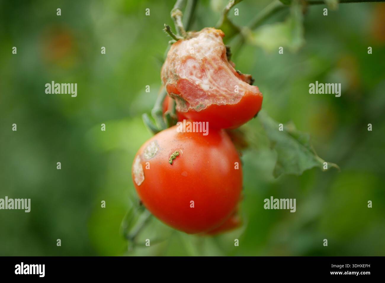 Tomato fruit spanish slug pests berry Arion vulgaris leaves late blight ...