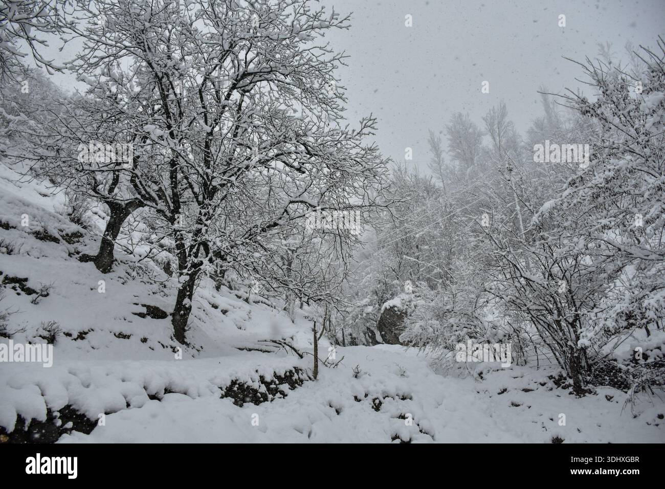 General view of snow covered trees during the heavy snowfall in ...