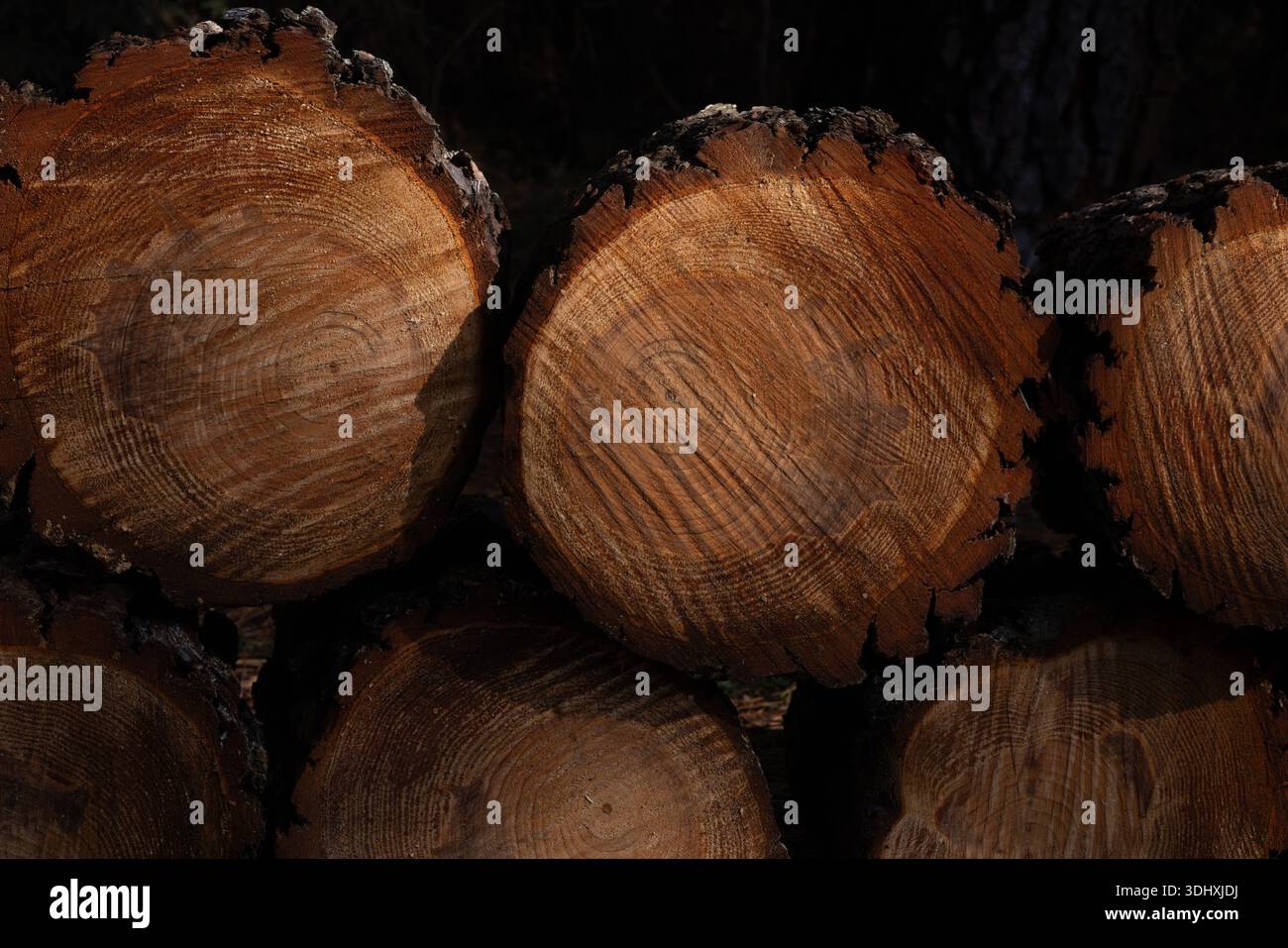 Cut and stacked pine logs ready for burning, highlighting the use of ...