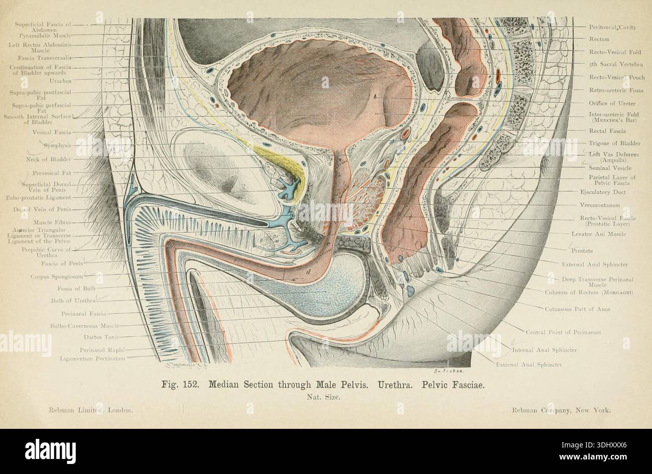 Median Section through Male Pelvis ; Urethra, Pelvic Fasciae.-- Litho ...