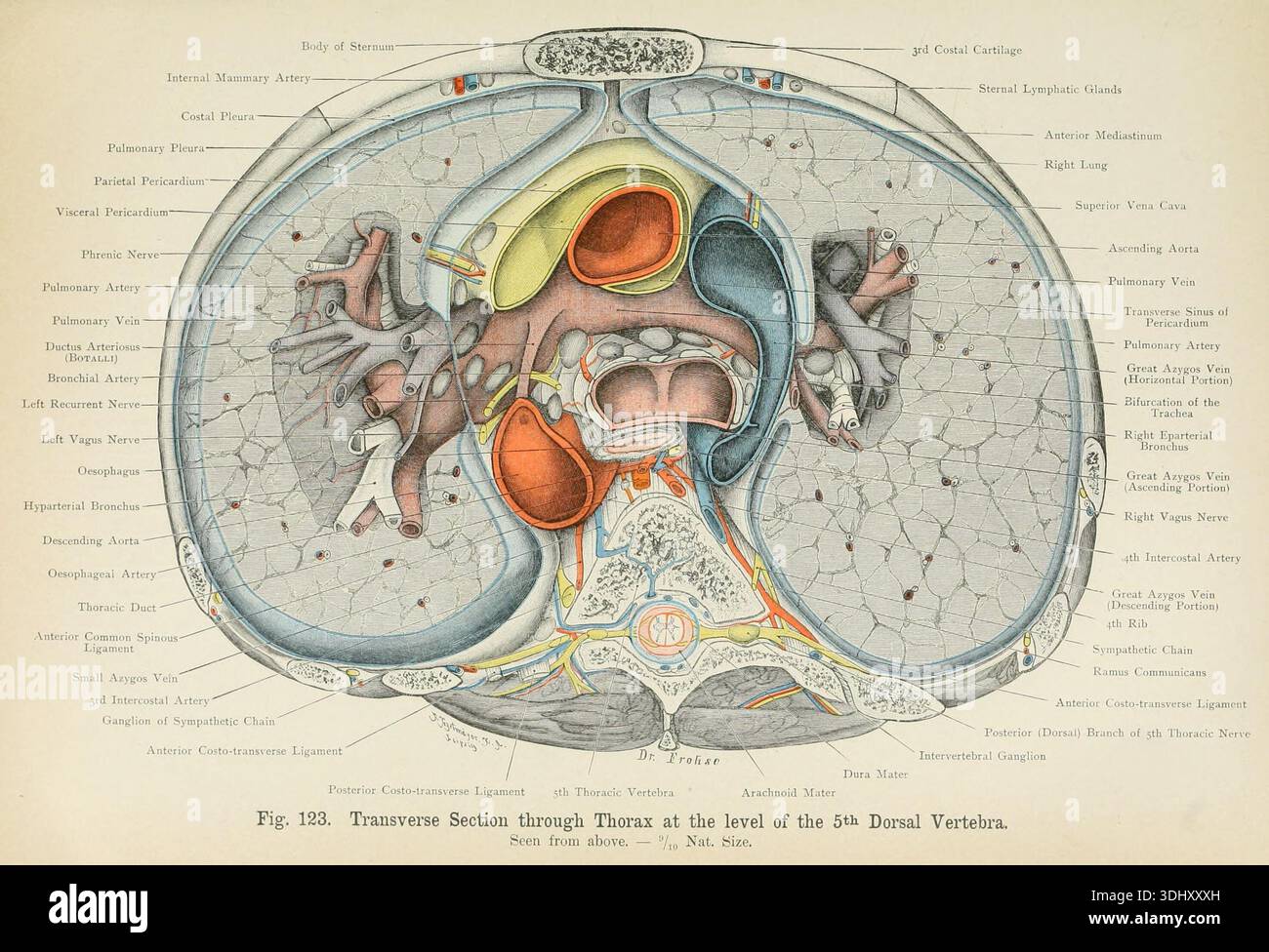 Transverse section through the Thorax ; at level of 5th Dorsal Vertebra ...