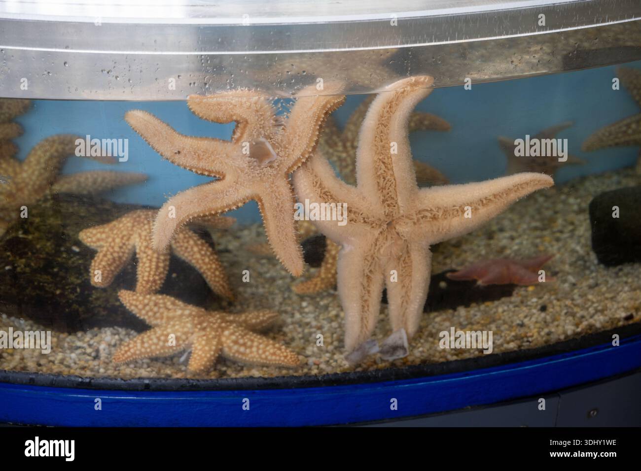 Starfish are visible in a touch tank at the Ocean Institute, Dana Point ...
