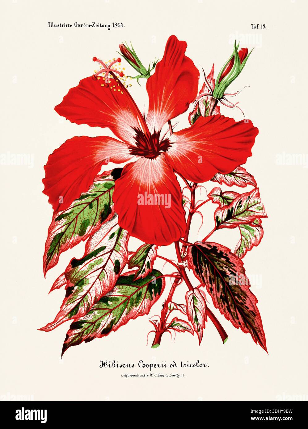 Botanical illustration of flowers, published in Stuttgart in 1864 ...