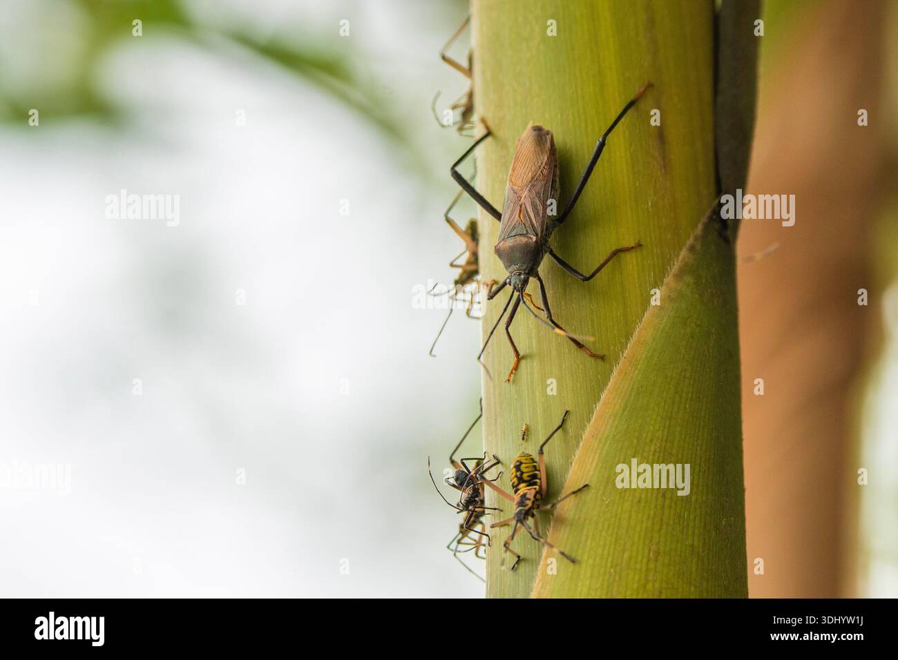 Different species of small bugs hi-res stock photography and images - Alamy