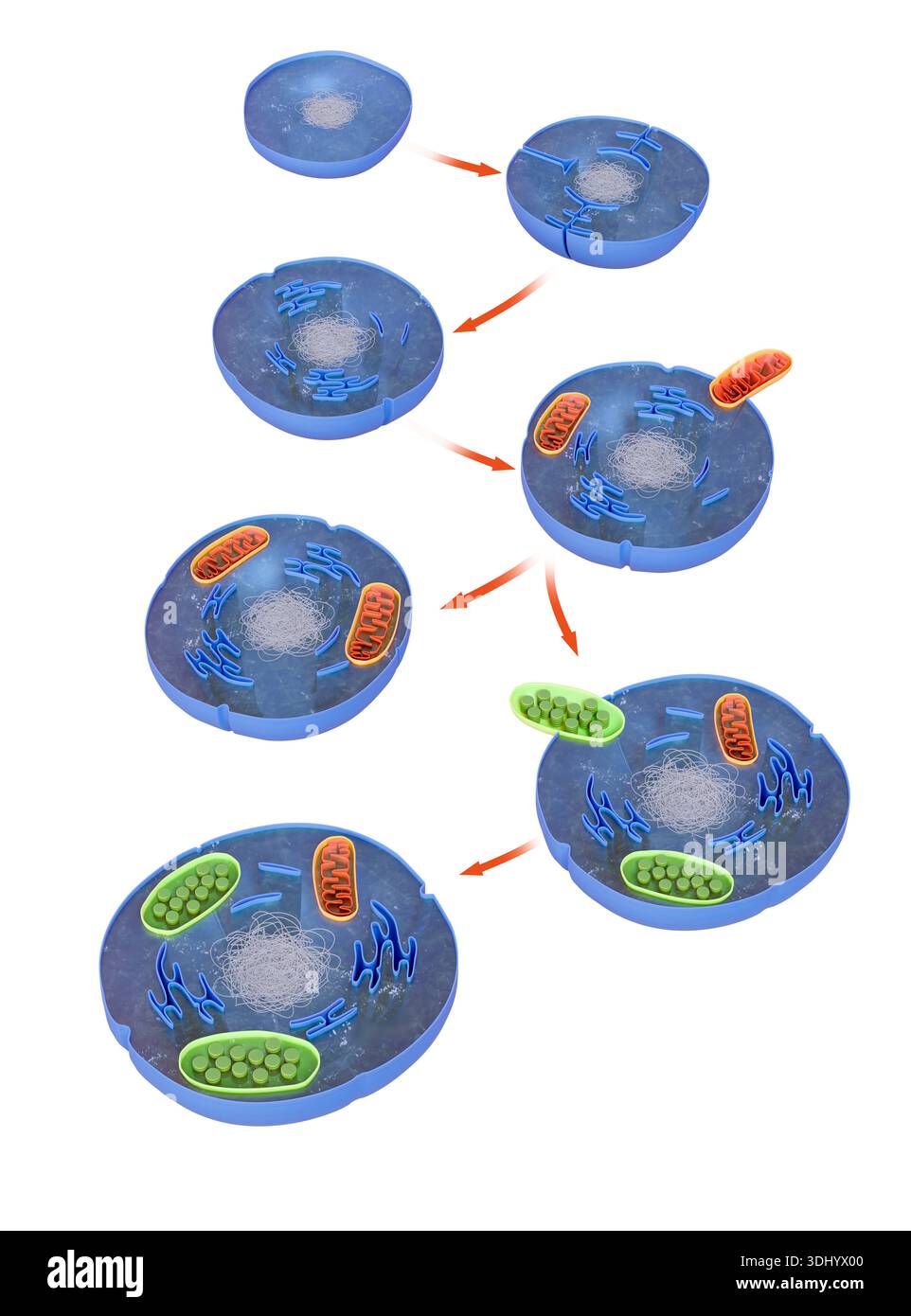 Double membrane bound organelle hi-res stock photography and images - Alamy