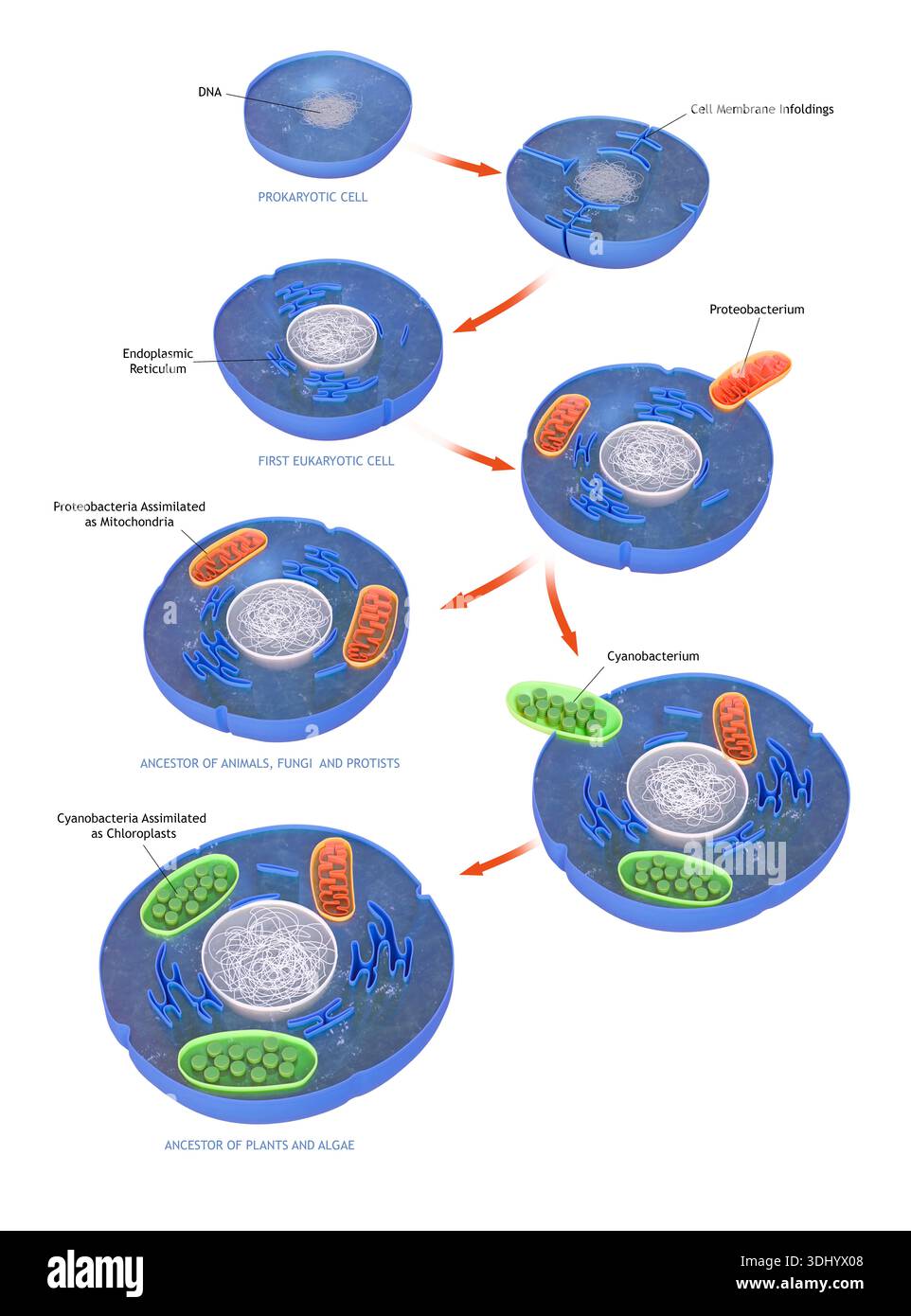 Illustration of eukaryogenesis, the process of evolution from ...
