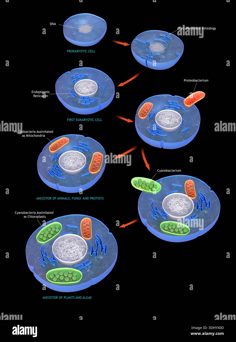 Illustration of eukaryogenesis, the process of evolution from ...