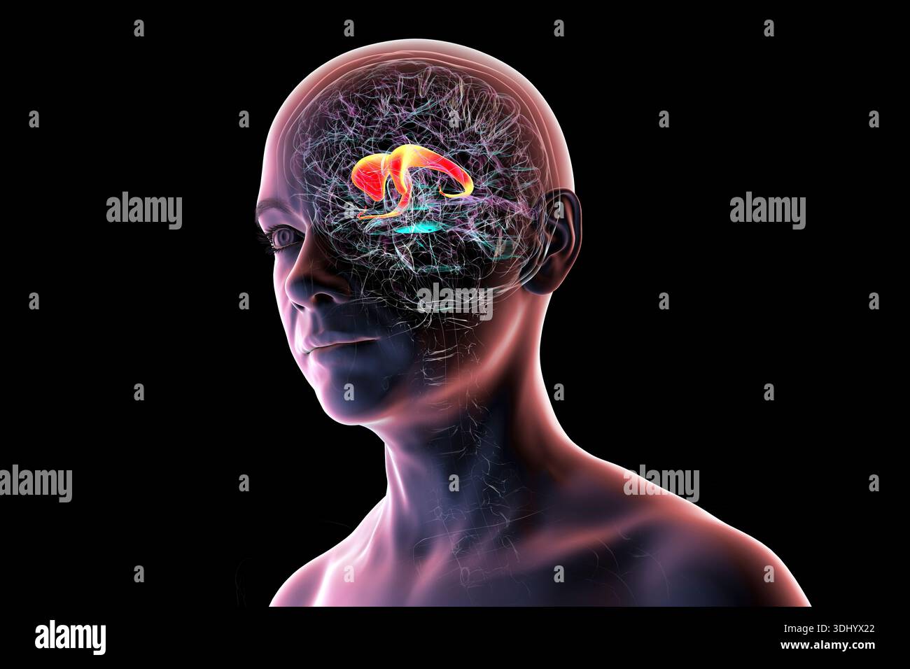 Illustration of the human brain with the caudate nucleus highlighted ...