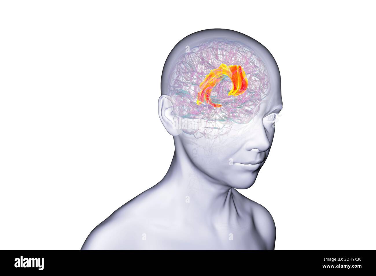 Illustration of the human brain highlighting the cingulate gyrus. This ...