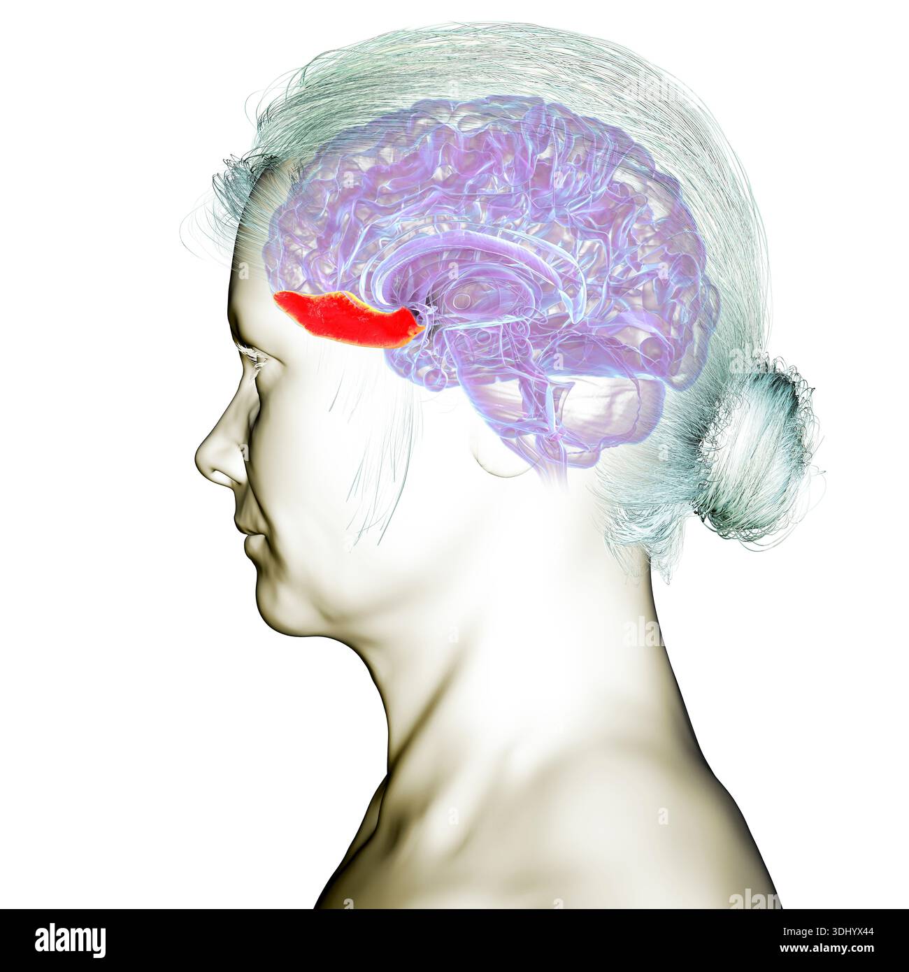 Human brain sagittal mid section hi-res stock photography and images ...