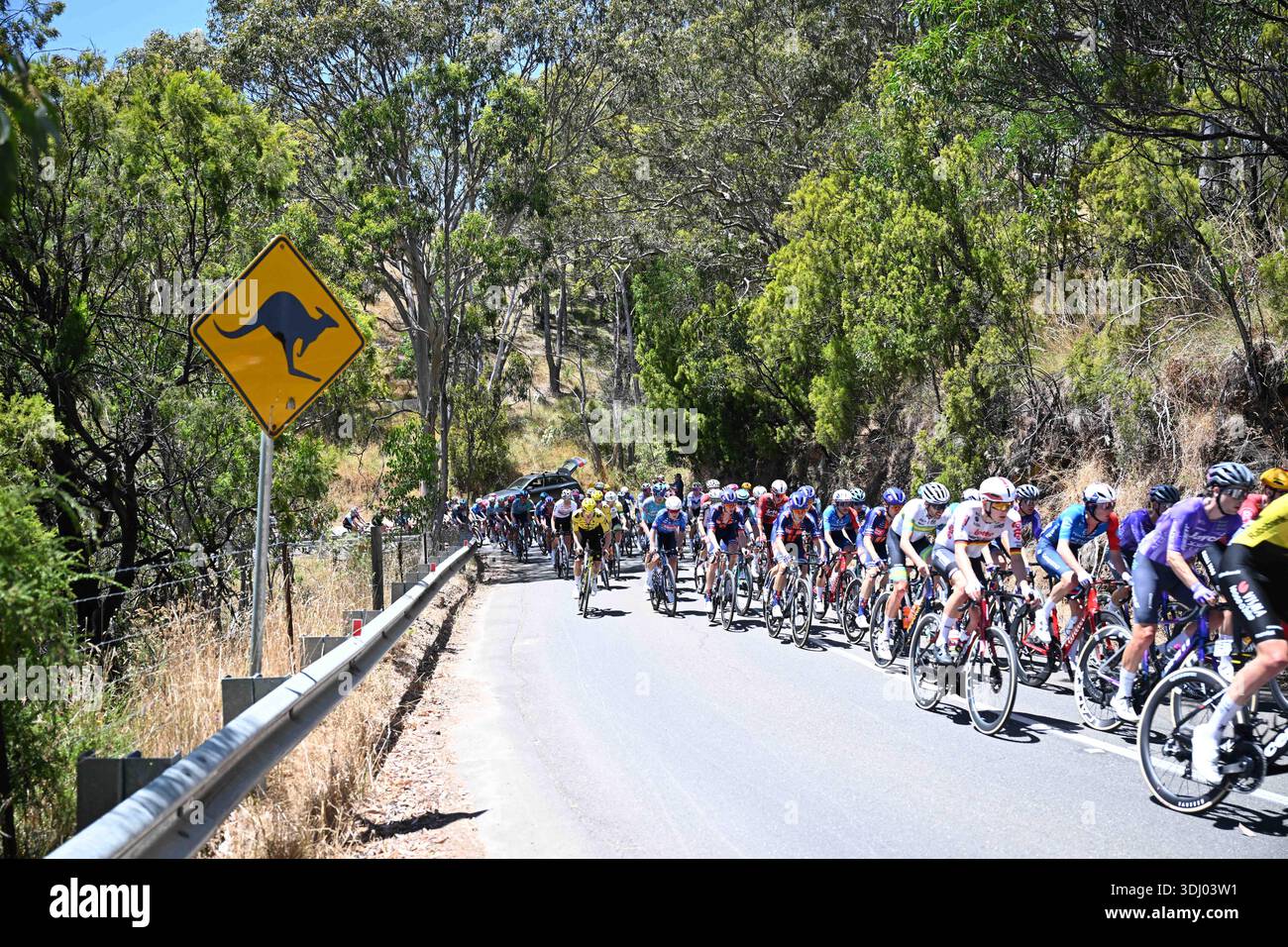 22-01-2026 Tour Down Under; Tappa 02 Norwood - Uraidla; 2026, Lotto ...
