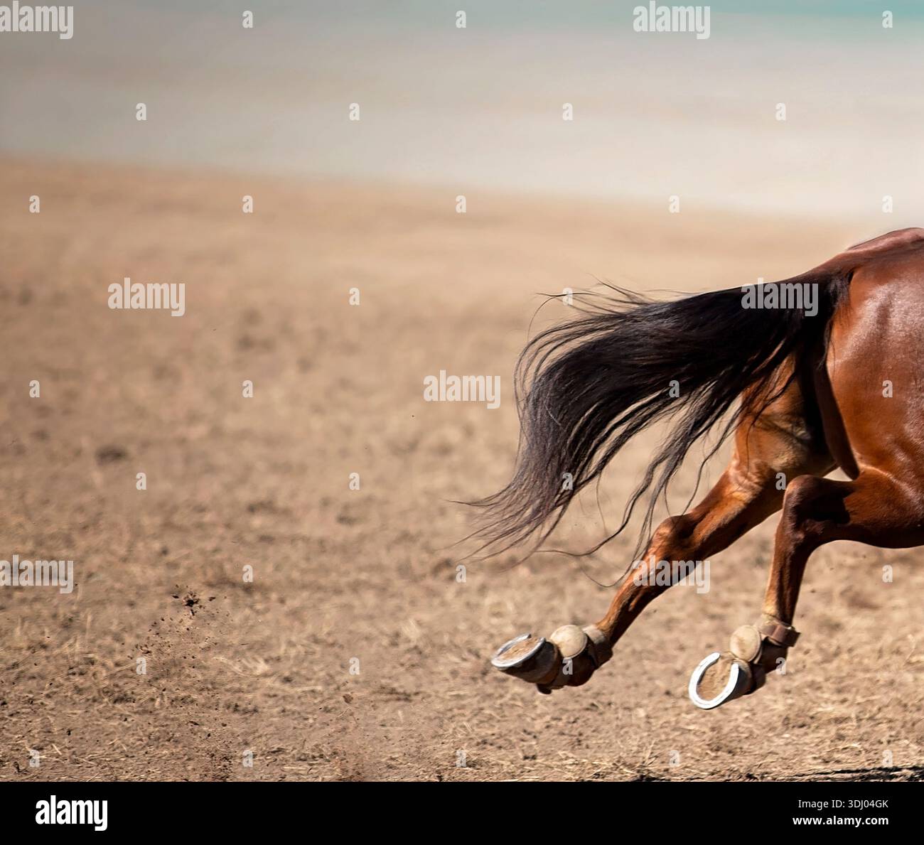 A detailed action shot capturing the powerful hindquarters, flowing ...