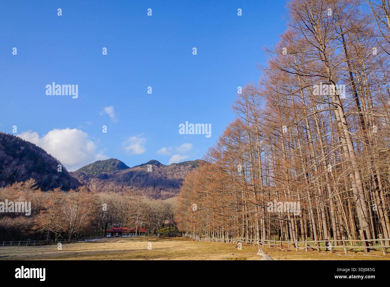 Majestic snowy mountains and dense evergreen forest blanketed in fresh ...