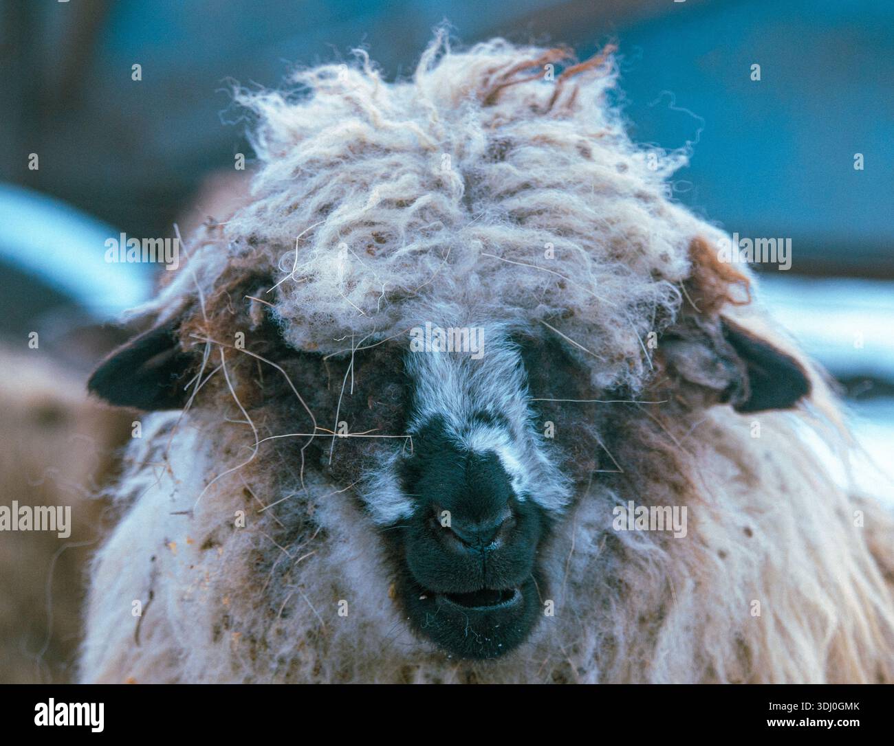 Close-up portrait of a shaggy sheep with messy wool and hay on its face ...