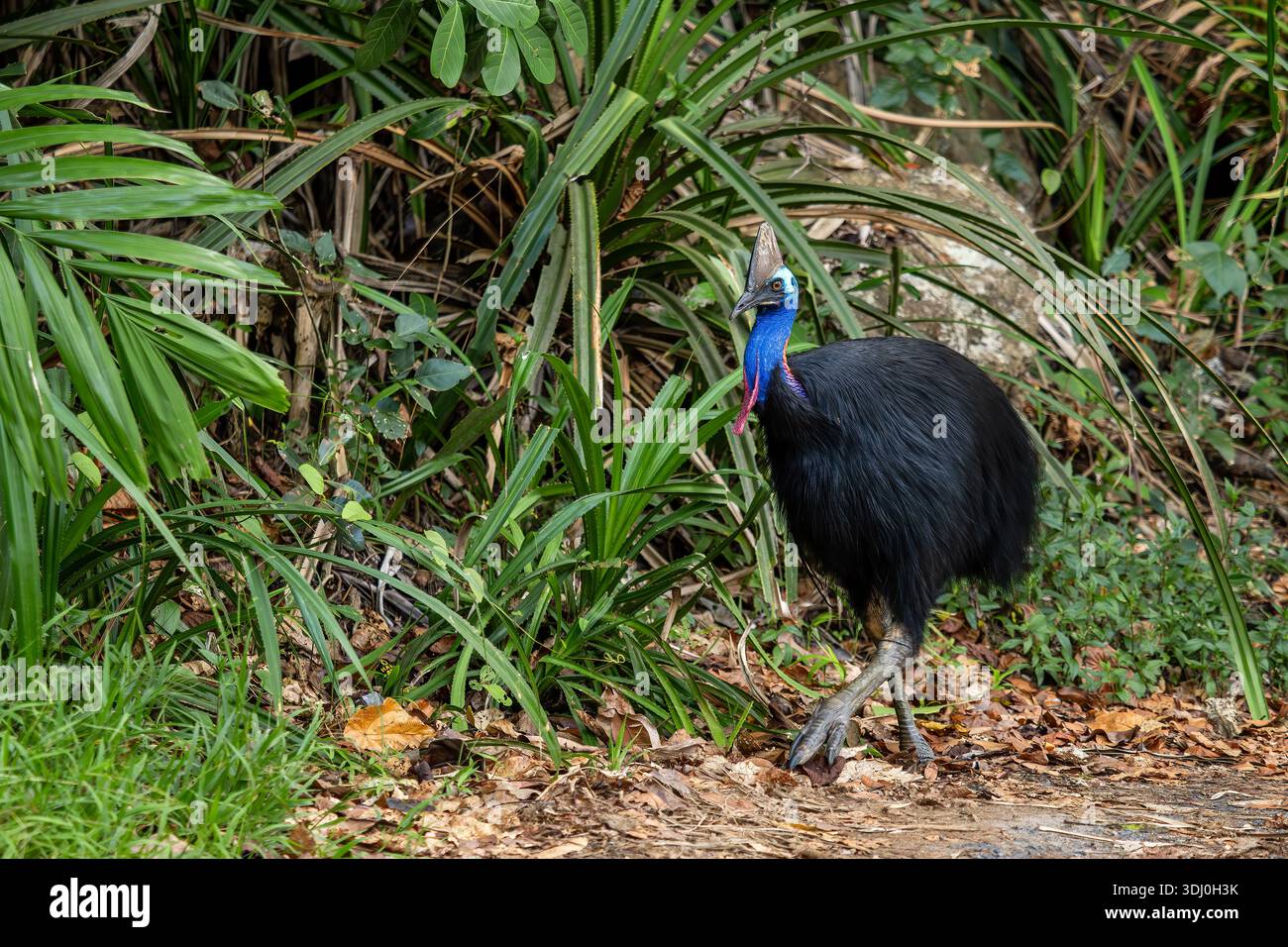 Southern Cassowary - Casuarius casuarius, iconic unique large ground ...