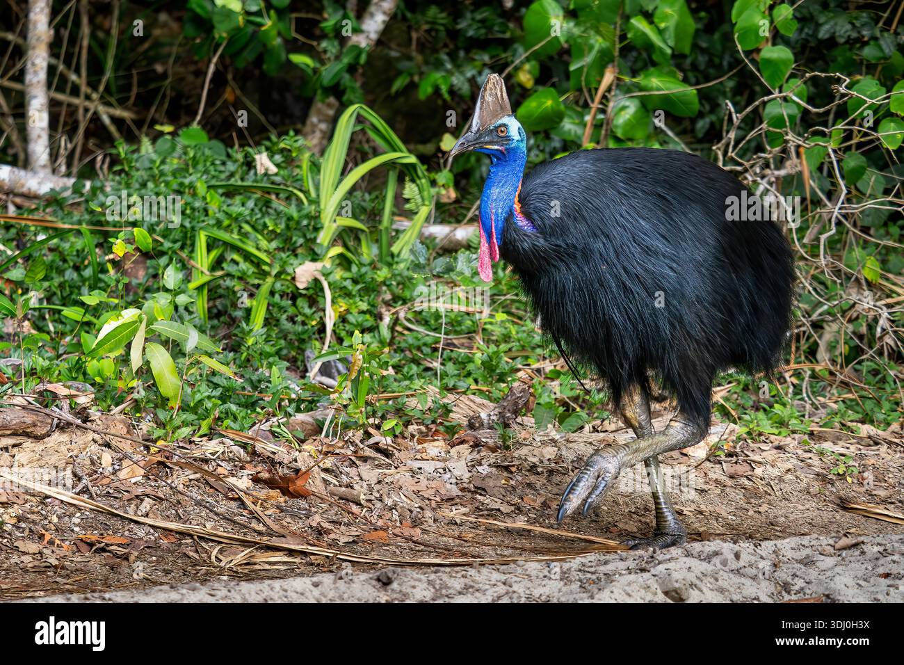 Southern Cassowary - Casuarius casuarius, iconic unique large ground ...