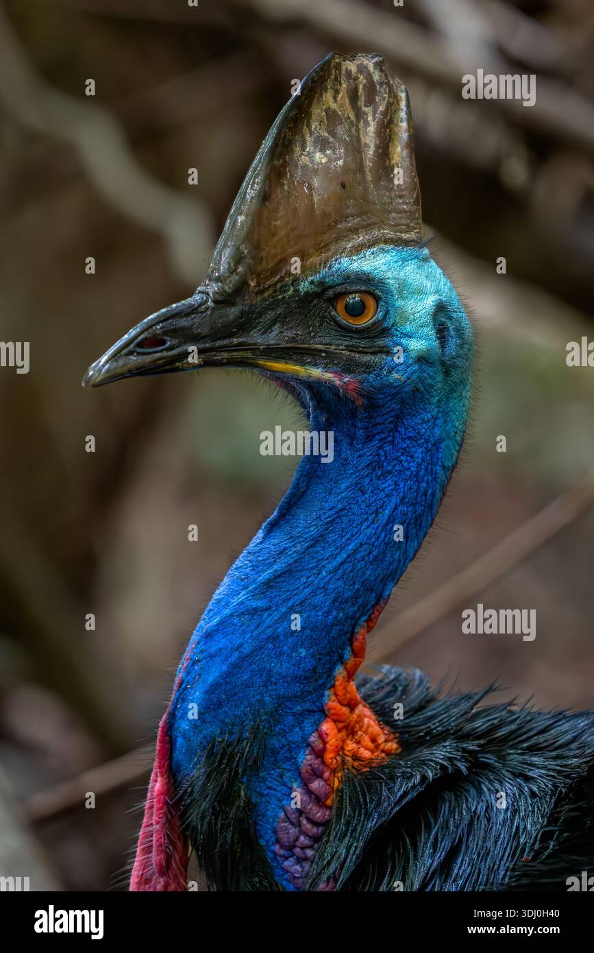 Southern Cassowary - Casuarius casuarius, iconic unique large ground ...
