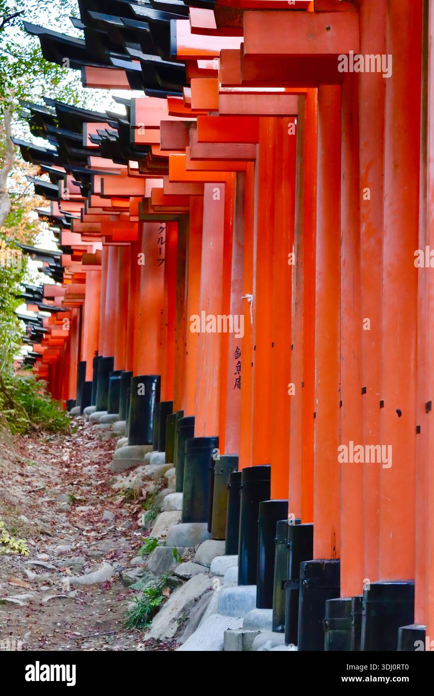 Senbon Torii tunnel of 800 gates at the Fushimi Inari-taisha shrine ...
