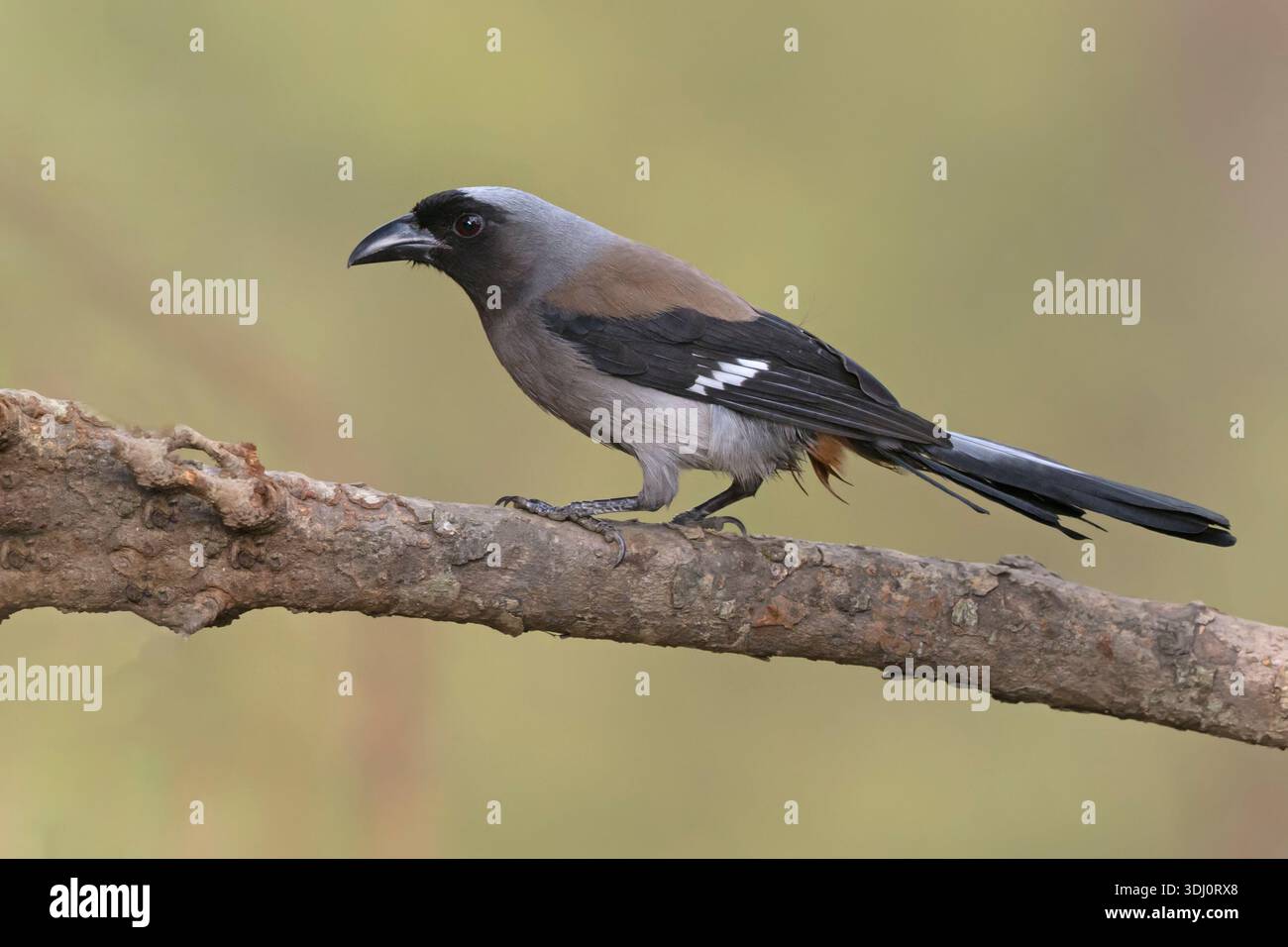 Urrakhand hi-res stock photography and images - Alamy