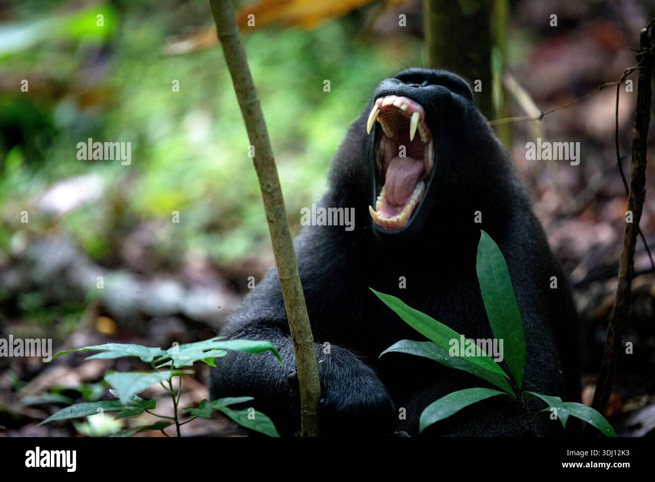 Endangered crested black macaques (Celebes crested macaque) monkey in ...