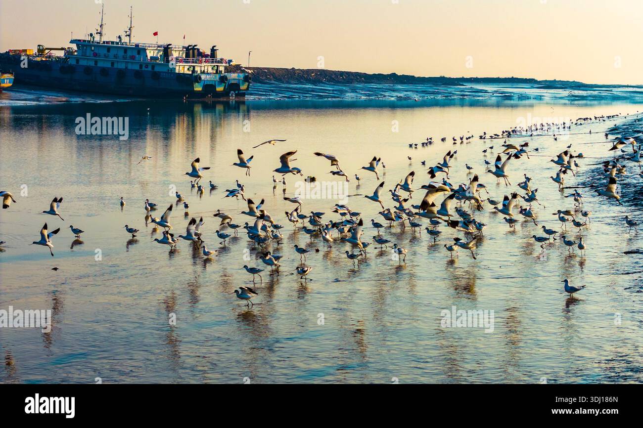 YANCHENG, CHINA - JANUARY 23, 2026 - Migratory birds inhabit the Yellow ...