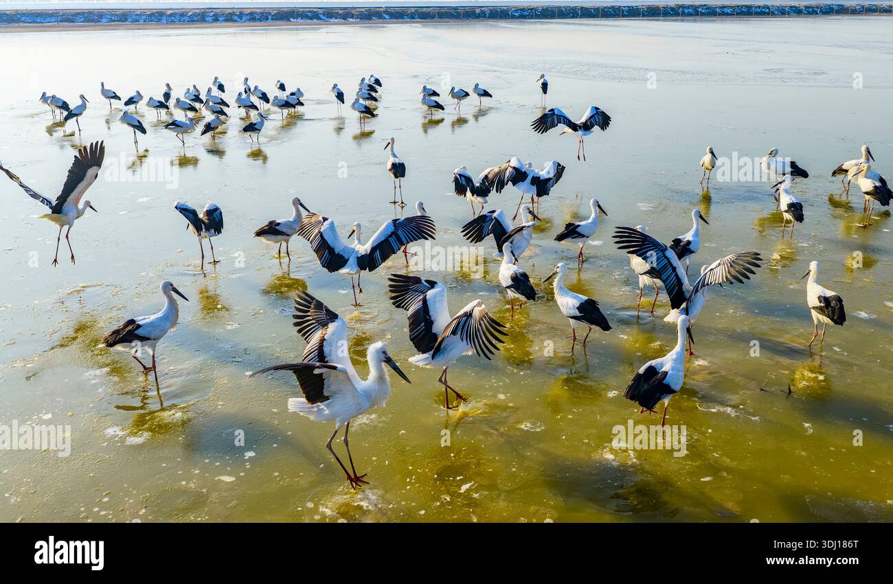 YANCHENG, CHINA - JANUARY 23, 2026 - Migratory birds inhabit the Yellow ...