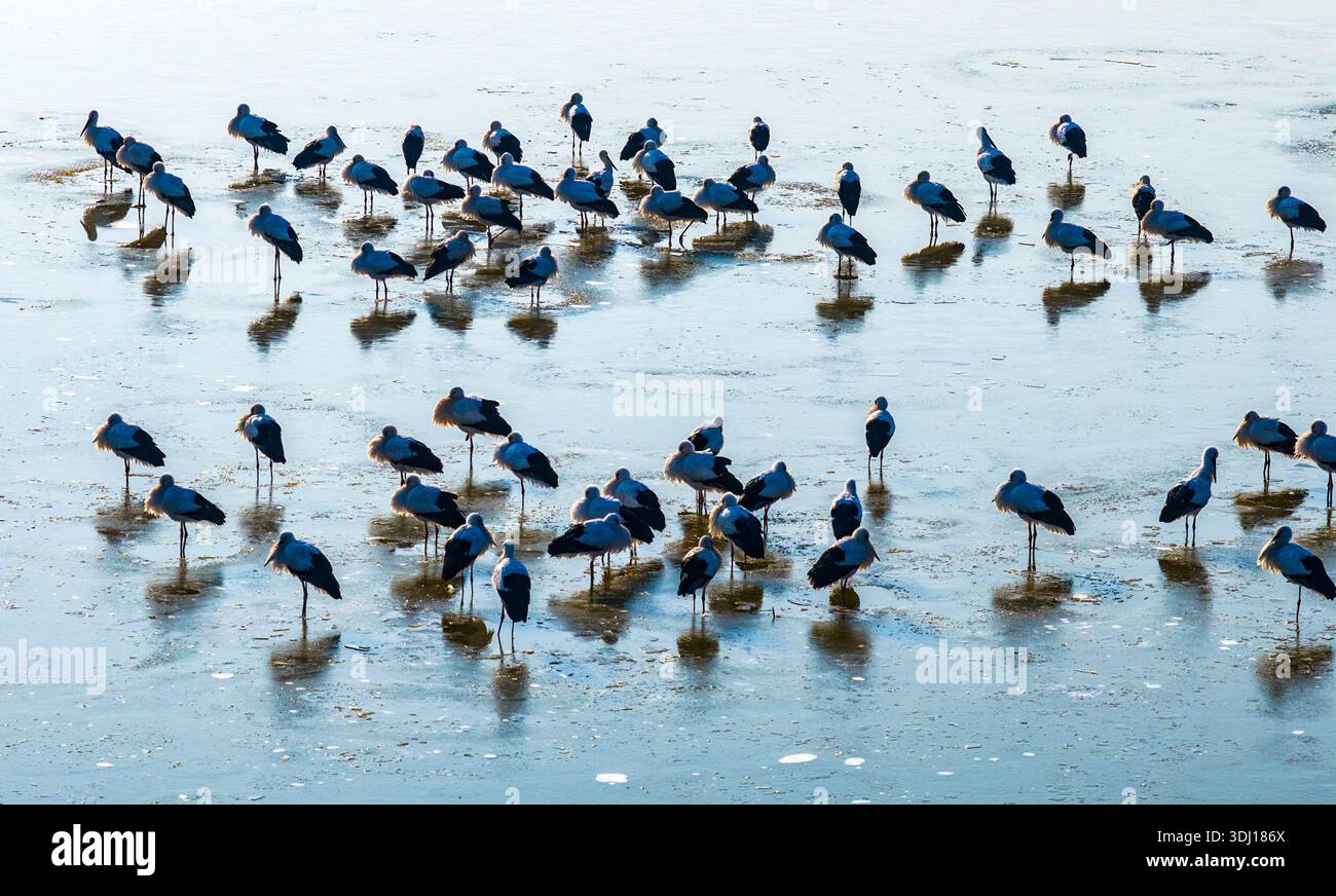 YANCHENG, CHINA - JANUARY 23, 2026 - Migratory birds inhabit the Yellow ...