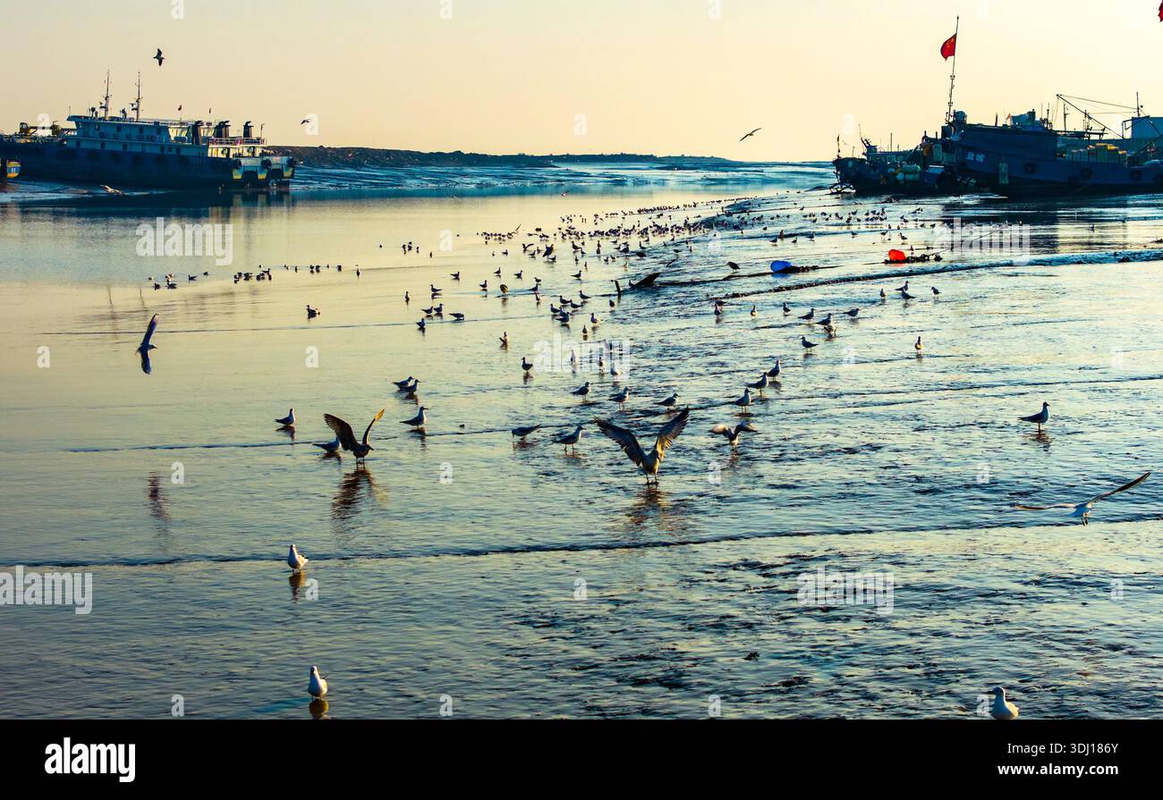YANCHENG, CHINA - JANUARY 23, 2026 - Migratory birds inhabit the Yellow ...