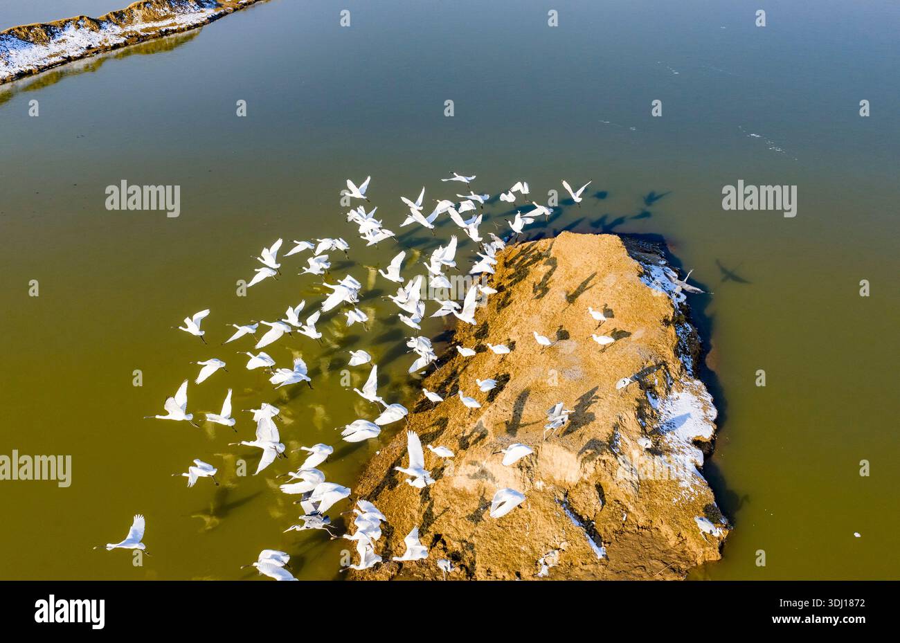 YANCHENG, CHINA - JANUARY 23, 2026 - Migratory birds inhabit the Yellow ...