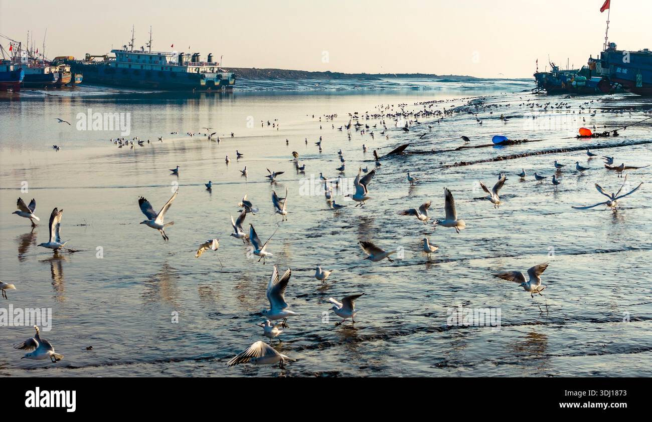 YANCHENG, CHINA - JANUARY 23, 2026 - Migratory birds inhabit the Yellow ...