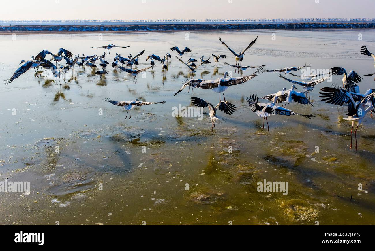 YANCHENG, CHINA - JANUARY 23, 2026 - Migratory birds inhabit the Yellow ...