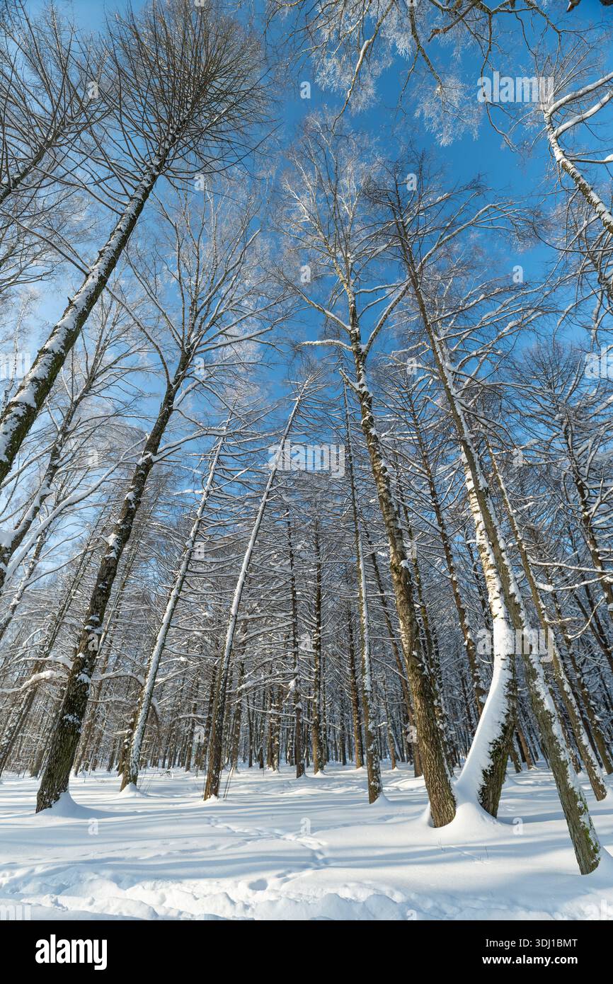 Paperbark lane hi-res stock photography and images - Alamy